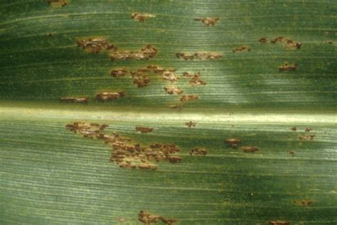 Late Season Corn Diseases Identification Crop Science Us
