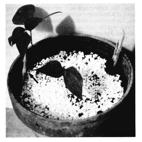 Regenerated Bean Plants R 0 Form Pedicel Derived Callus Producing