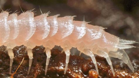 All About Symphyla A Chaos Of Delight