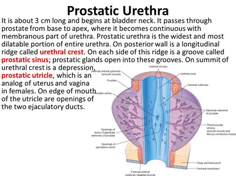 Prostatic Abscess Antibiotics
