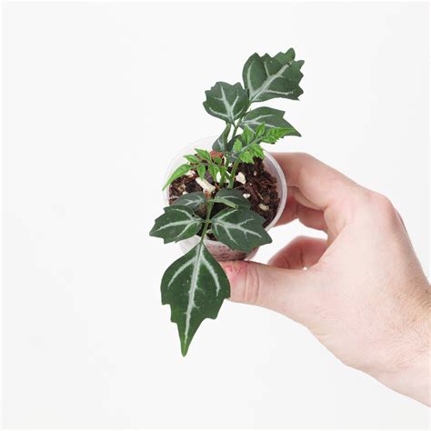 Leea Sp Green Plants