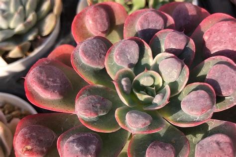 Aeonium Propagation 4 Techniques For The Best Results Succulent Alley
