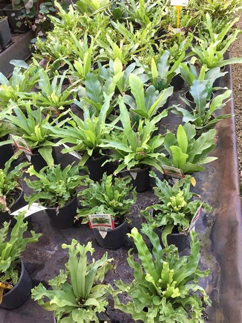 Birds Nest Fern Crissieasplenium Crissie Isabellas Hydroponic