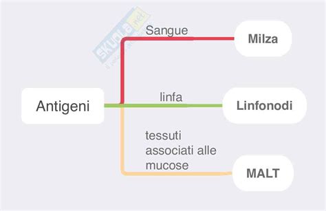 Mappe Concettuali Di Microbiologia Batteriologia Virologia E Immunologia