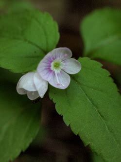 ウツギ類が出そろいました高尾山 織姫の花散策