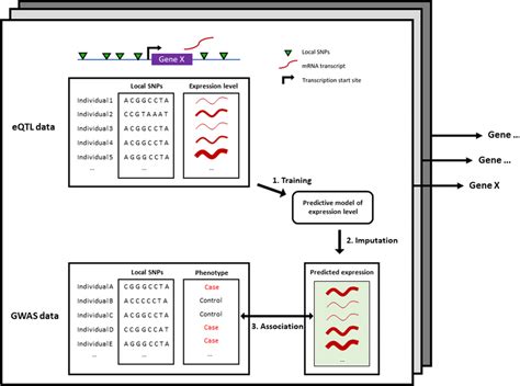 an overview of twas pipeline predixcan [116] the general method of
