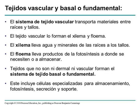 Establece Dos Diferencias Entre Los Tejidos Vasculares Y Los Tejidos