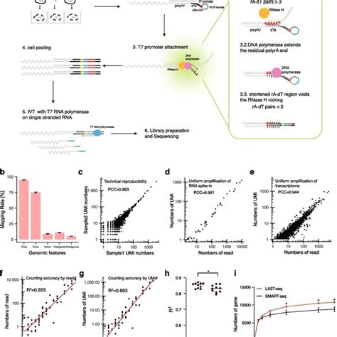 Comparison Between Last Seq And Cel Seq A Experimental Schematic To Download Scientific