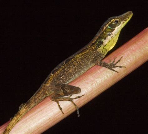 Grass Bush Ecomorph At William Fellows Blog