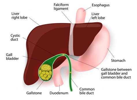 Sphincter Of Oddi Ampulla Of Vater