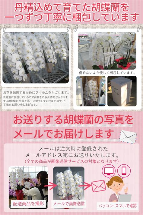 胡蝶蘭 3本立 大輪 20000円税別33～36輪 平日12時まで翌日お届け可能【海老名洋蘭園 お祝い 花 胡蝶蘭 ギフト 開店