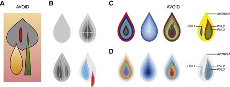 Visualizing Clonal Evolution In Cancer Molecular Cell