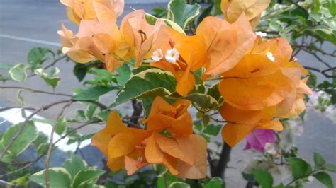 15 Bunga Bougenville