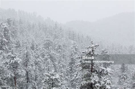 대설 있는 경비병 국립 수림원 의 콜로라도 0명에 대한 스톡 사진 및 기타 이미지 0명 겨울 계절 Istock