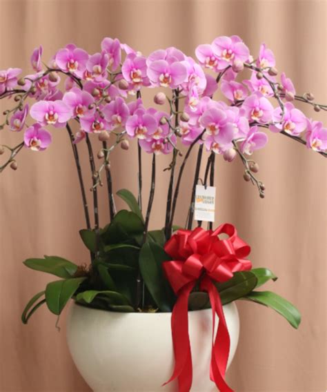 Chậu Lan 10 Cành Hồng Phấn