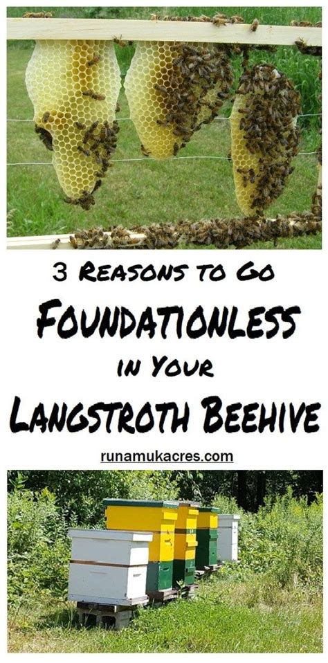 3 Reasons To Go Foundationless In Your Langstroth Beehive Artofit