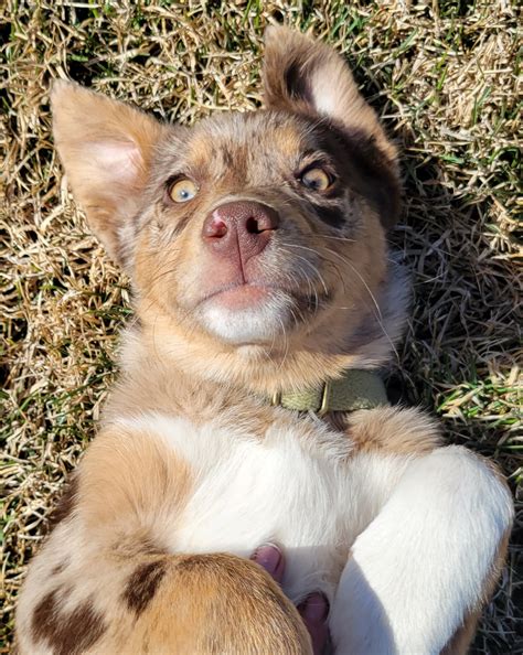Red Heeler Puppies