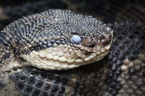 10000 Free Reptile Scales And Lizard Images Pixabay
