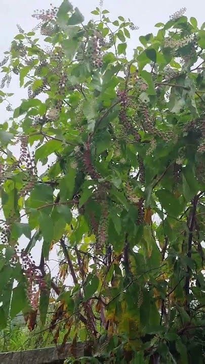 폭우를 먹고 자란 독초 독초 자리공 미국자리공 Youtube