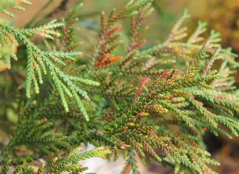 How To Effectively Treat Arborvitae Disease 9 Expert Tips Plants Heaven