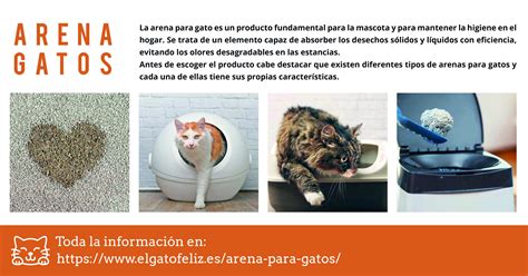 Arena Para Gatos Te Ayudamos A Elegir Entre Los Distintos Tipos