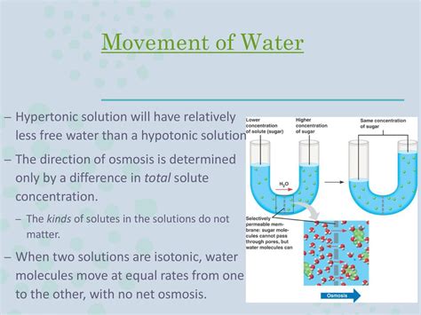 Membrane Structure And Function Ppt Download