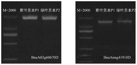 甘蓝型油菜调控紫叶变异的BnBAN基因SNP标记的开发与应用