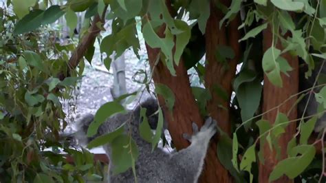 Loud Koala Sex YouTube