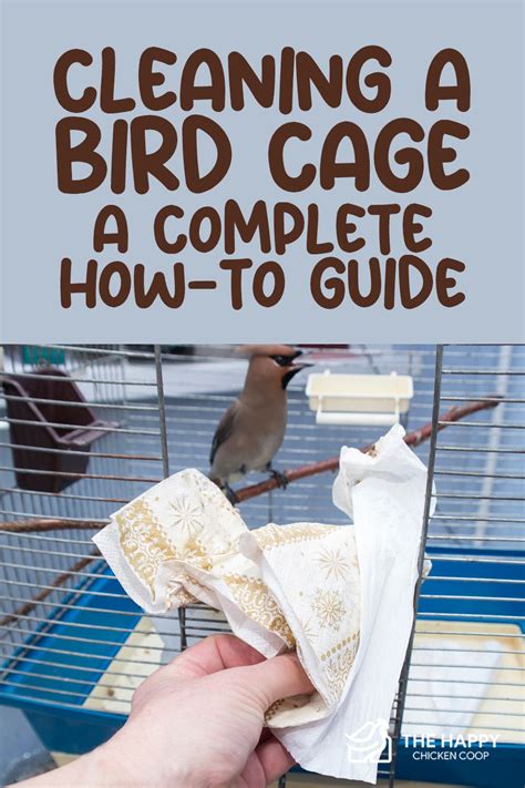 How To Clean The Bird Cage At Nicholas Mckillop Blog