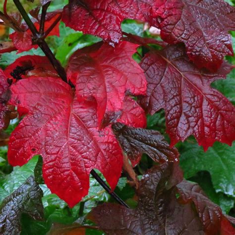 Oakleaf Hydrangea Ruby Slippers