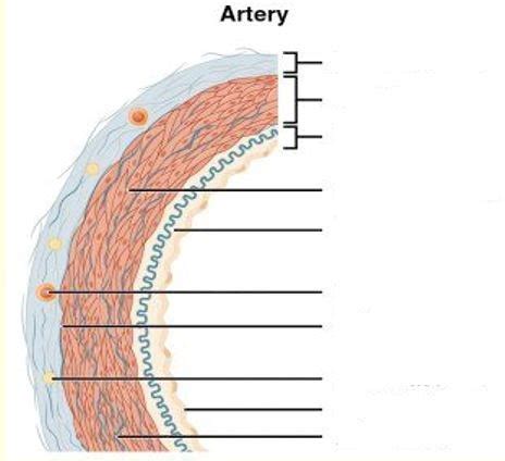 Diagram Of Artery Anatomy Quizlet
