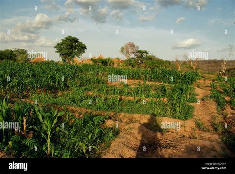 Mixed Farming In Ghana Farm House
