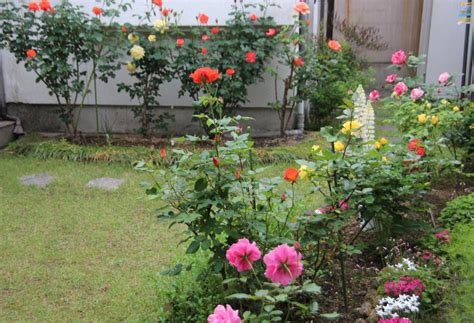 暖かい天候にあっという間に我が家の小さな庭に植えているバラ達が満開です 赤 橙 貴 ピンクなど次々に咲いてくれ今が見頃ですがすぐ散ってしまい