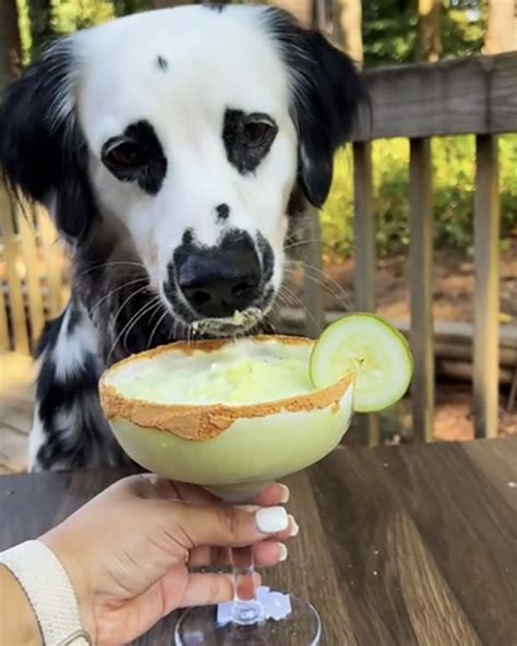 12 Best Dog Birthday Party Ideas To Celebrate Your Furry Friend