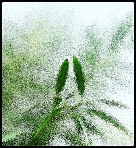 植物Ⅲ GANREF