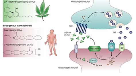 The Endocannabinoid System And Stress Related Psychiatric Illness SC Labs