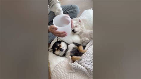 Asmr Manyu And Bai Immersive Healing Sleep Aid Youtube