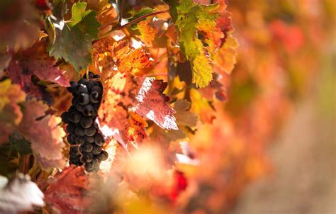 Подготовка винограда к зиме