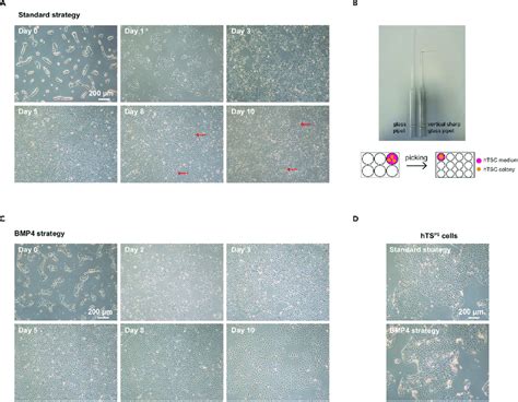 Hts Ps Cells Are Efficiently Derived From Primed Hpscs A Morphology