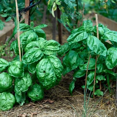 Types Of Turnips • Insteading