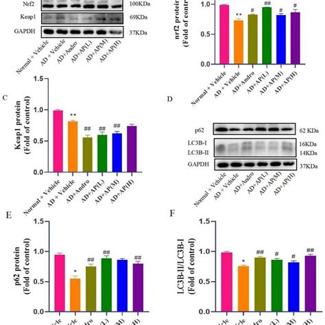 Effect Of Ap And Andrographolide On Nrf2 Keap1 P62 And Lc3b Ii Download Scientific Diagram