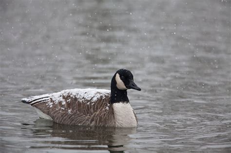 캐나다 거 위 눈에서 Branta 카 나 덴 시스 0명에 대한 스톡 사진 및 기타 이미지 0명 거위 새 검은색 Istock