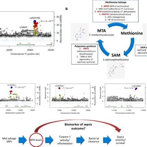 Gsdmd Mutation I105n Abolishes Non Canonical Inflammasome Signalling Download Scientific