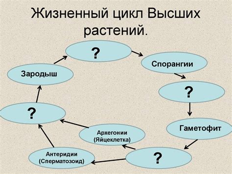 Найди в работе ошибки и исправь их презентация онлайн
