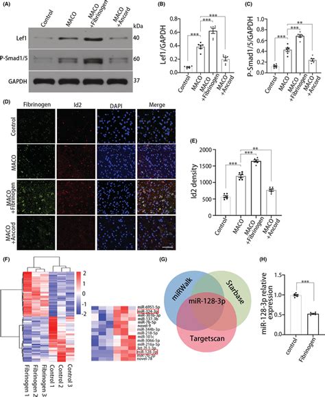 Mir‐128‐3p Mediates Opc Differentiation By Targeting Fibrinogen‐bmp