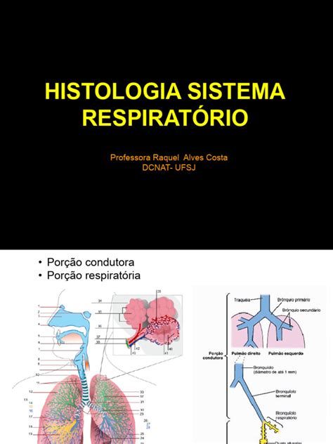 Histologia Sistema Respiratório Pdf Epitélio Sistema Respiratório