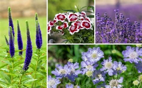 10 Fantastic Trailing Perennials Garden Lovers Club
