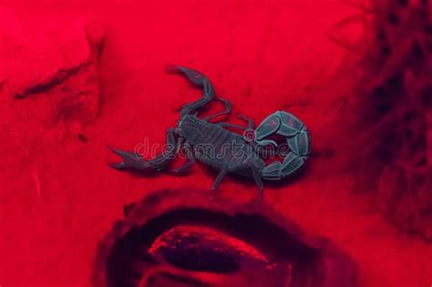 Black Scorpion In Red Light At Night On The Sand Stock Image Image Of Tail Hunting 266185707
