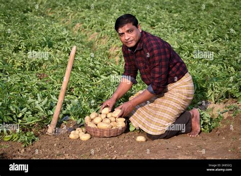 Farmer Harvesting Potato In The Farmland Potato Farming Fresh Organic
