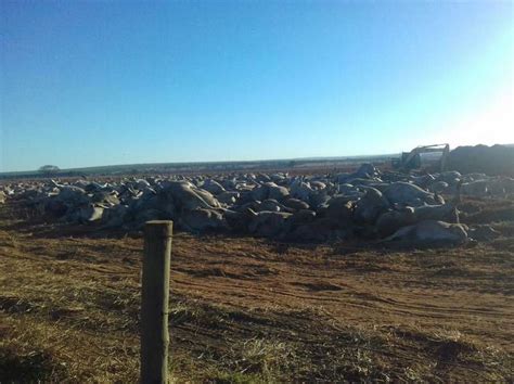 Mais De Mil Cabeças De Gado Morrem Em Fazenda E Suspeita é De Botulismo
